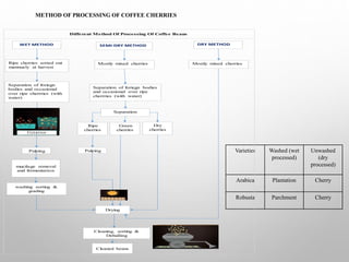 Instant coffee manufacturing (what you know about coffee) | PDF