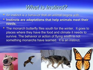 Instincts (Primary School) PowerPoint Presentation | PPT