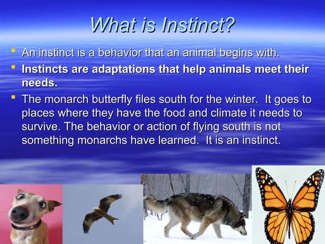 Instincts (Primary School) PowerPoint Presentation | PPT