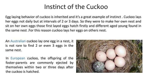 INSTINCT | PPTX | Beekeeping | Hobbies & Interests