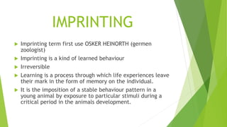 Instinct & imprinting | PPTX | Birdwatching | Hobbies & Interests