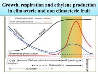 post harvest physiology | PPTX