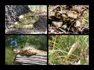 sneel at Instructables | PPTX