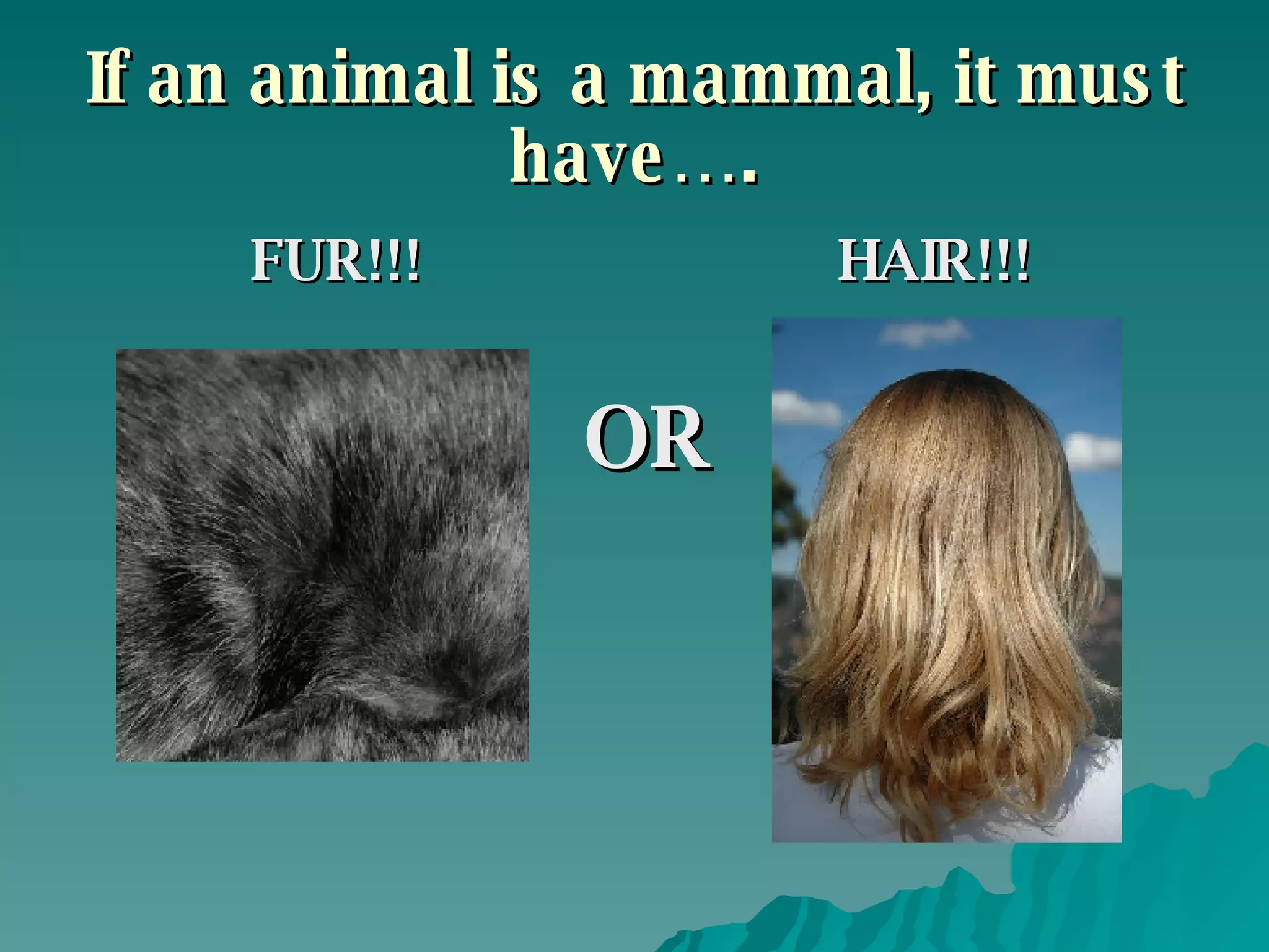 Instruction - Mammals | PPT