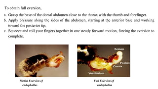 instrumental insemination in honeybee.pptx | Infertility | Reproductive ...
