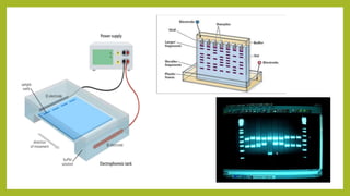 Instrumentation in biotechnology lab | PPTX