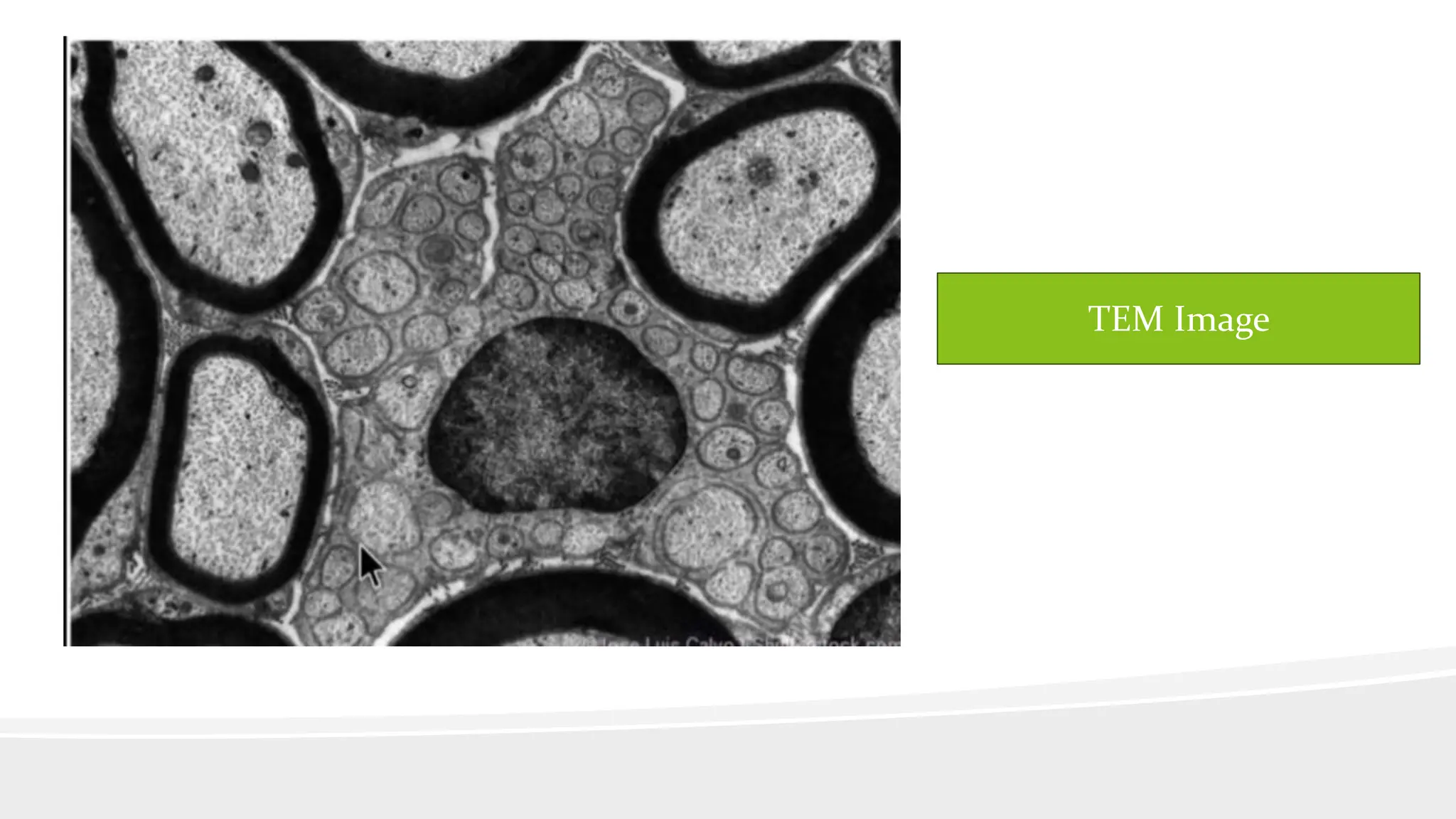 Instrumentation of Transmission electron microscope .............. ,,,.pptx