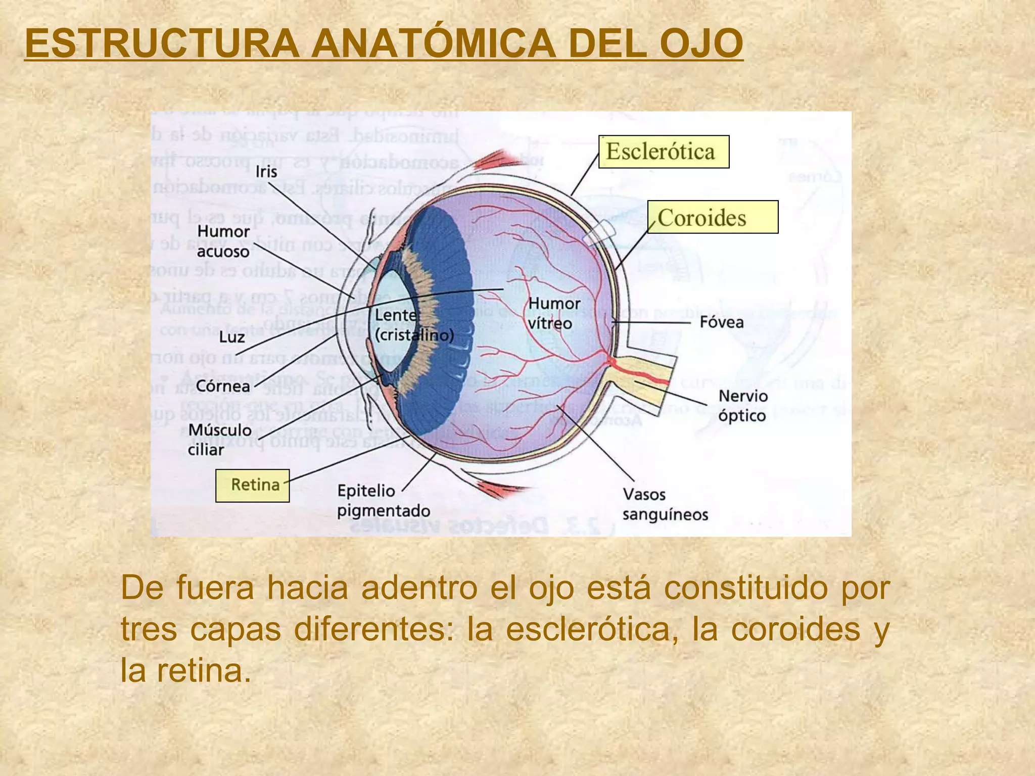 El ojo y los Instrumentos Opticos | PPS