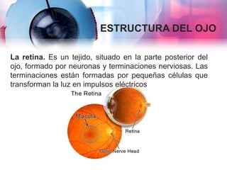 Instrumentos ópticos: El ojo humano | PPTX