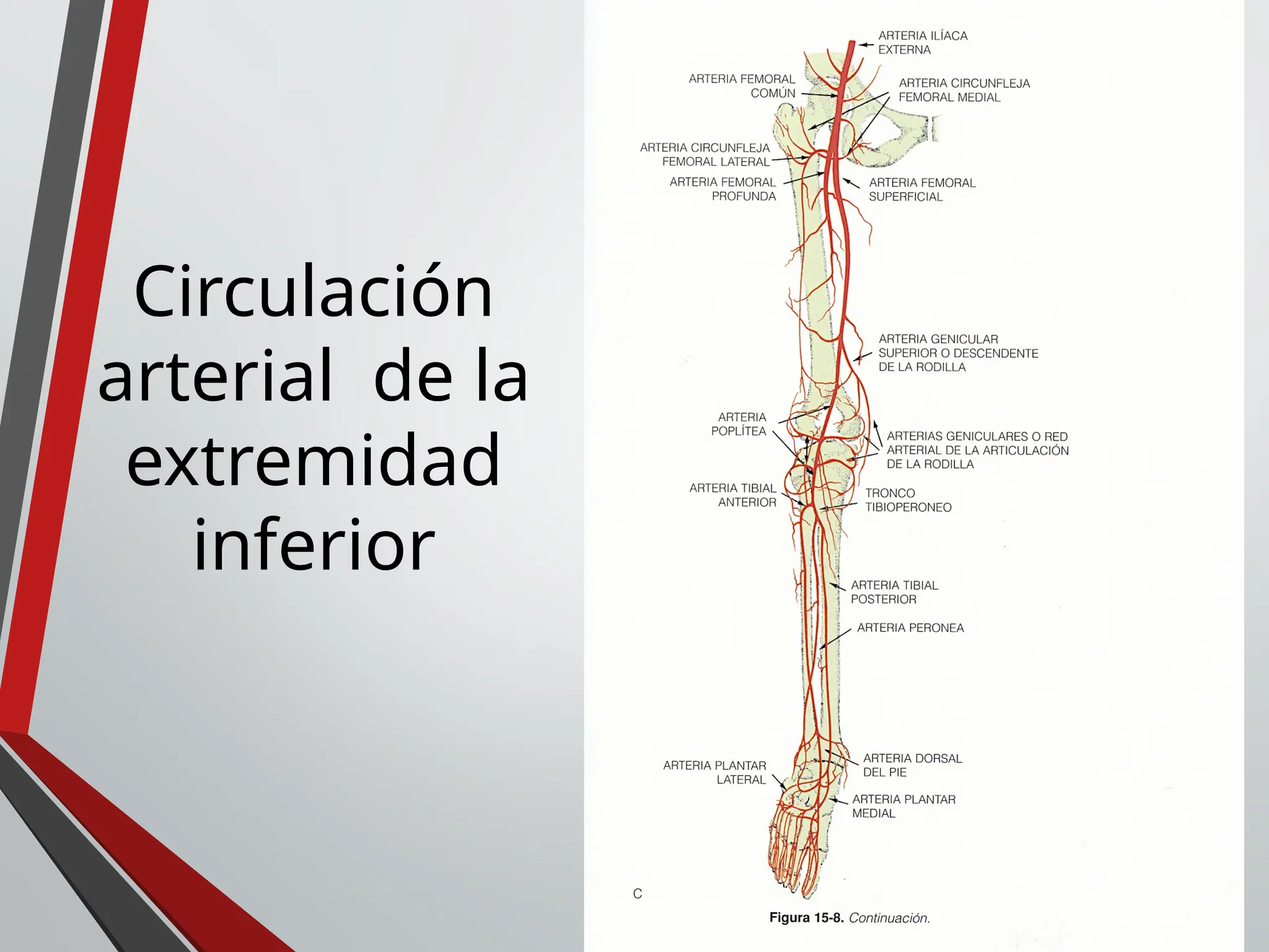 insuficiencia arteria aguda, angiología y cirugía vascular | PPTX