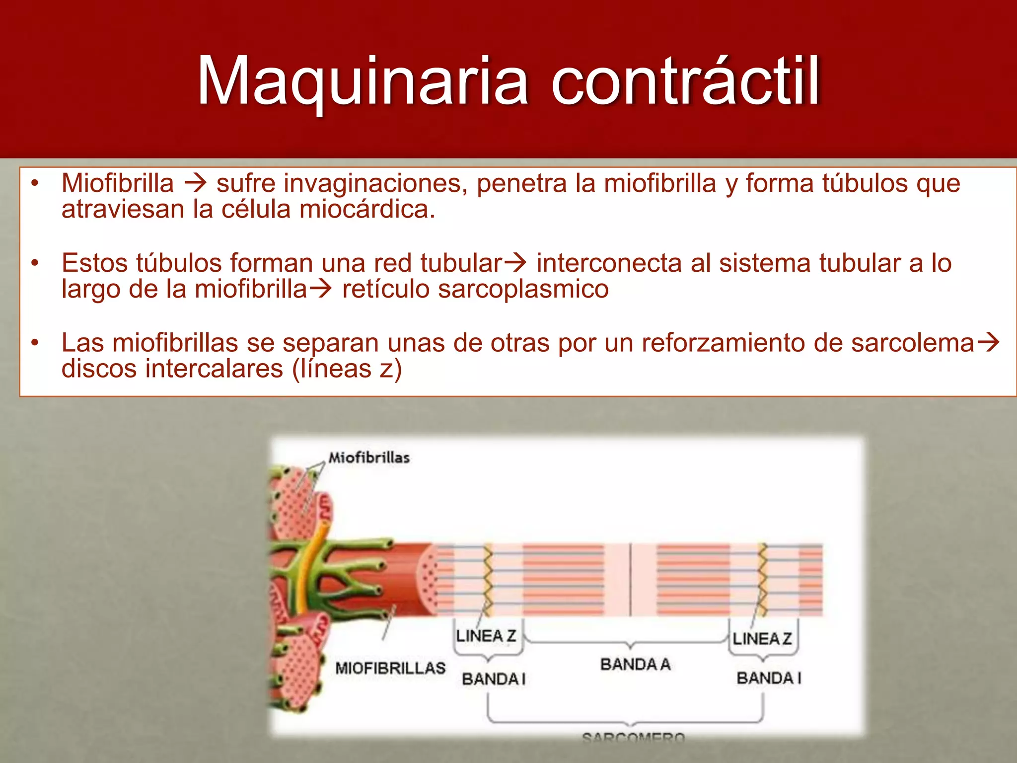 Insuficiencia cardiaca | PPTX