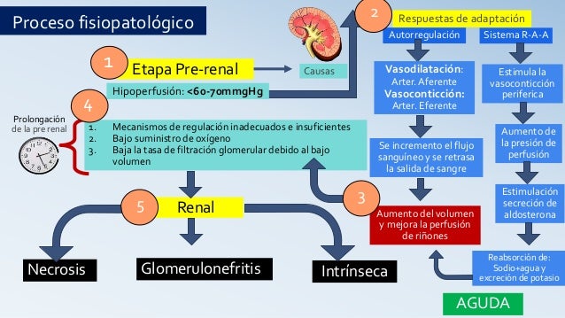 Insuficiencia renal. fisiopatología