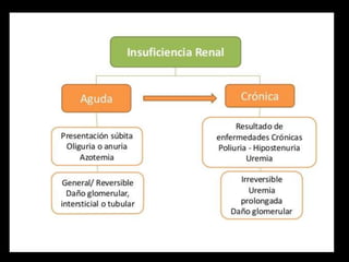Insuficiencia Renal Aguda- Patologia.pptx