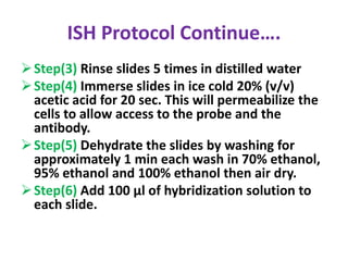 Insuite hybridization | PPTX