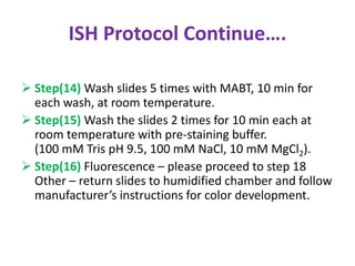 Insuite hybridization | PPTX