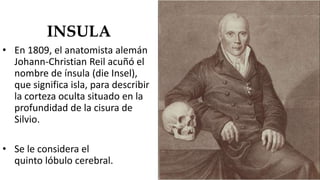 Insula neuroanatomia UCNE | PPTX
