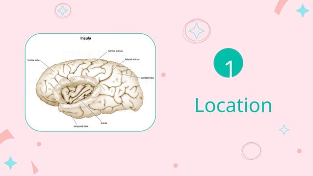 Insular Cortex-Ethan and Beatrice.pptxaa | PPT