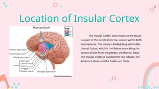 Insular Cortex-Ethan and Beatrice.pptxaa | PPT