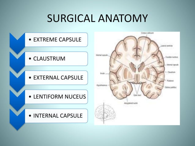 Insular lobe anatomy | PPTX | Brain and Nervous System Disorders ...