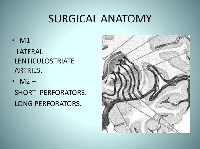 Insular lobe anatomy | PPTX | Brain and Nervous System Disorders ...