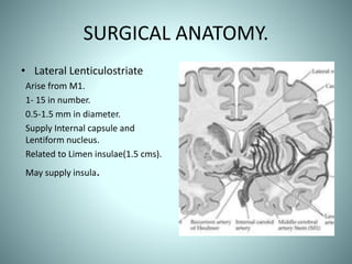 Insular lobe anatomy | PPTX