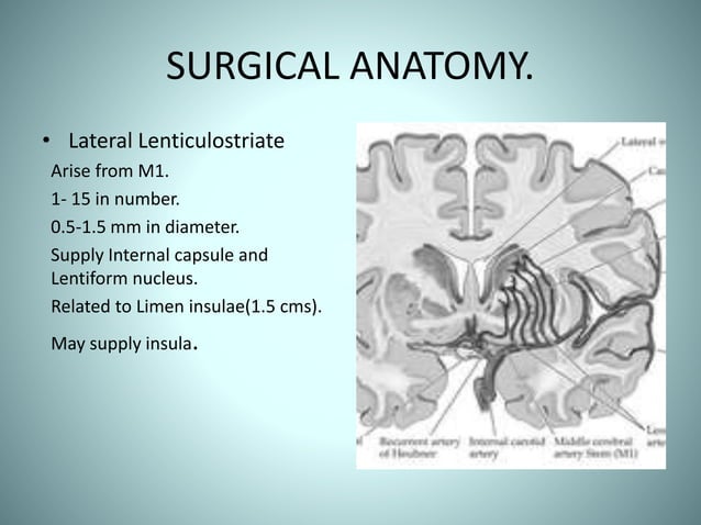 Insular lobe anatomy | PPTX | Brain and Nervous System Disorders ...