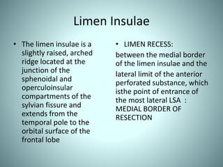 Insular lobe anatomy | PPTX