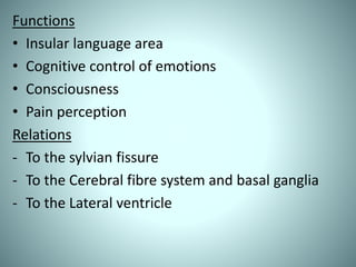 Insular lobe anatomy | PPTX