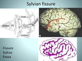 Insular lobe anatomy | PPTX