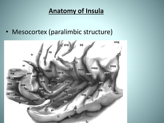 Insular lobe anatomy | PPTX | Brain and Nervous System Disorders ...