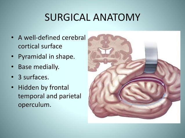 Insular lobe anatomy | PPTX | Brain and Nervous System Disorders ...