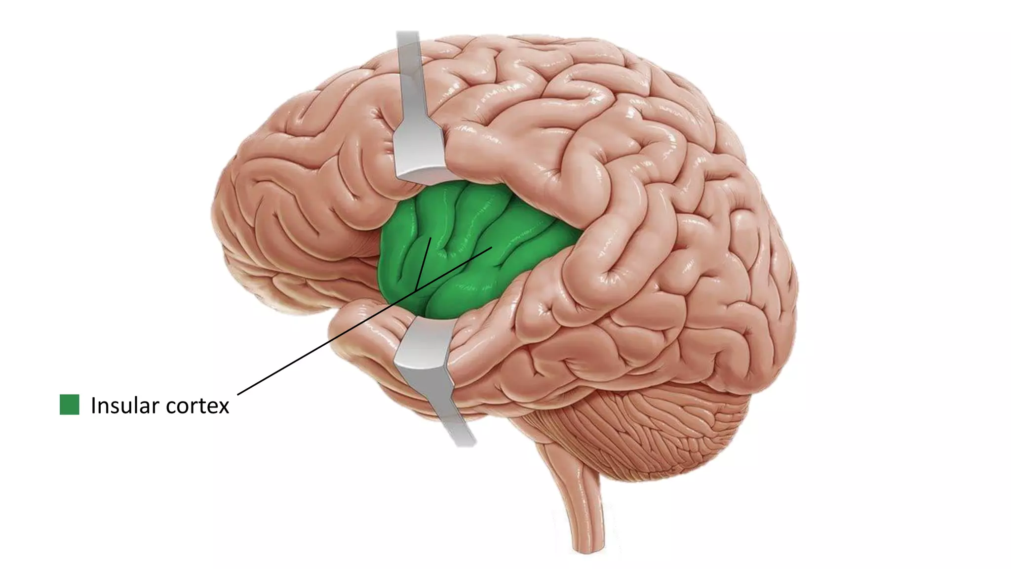 insular lobe.pdf