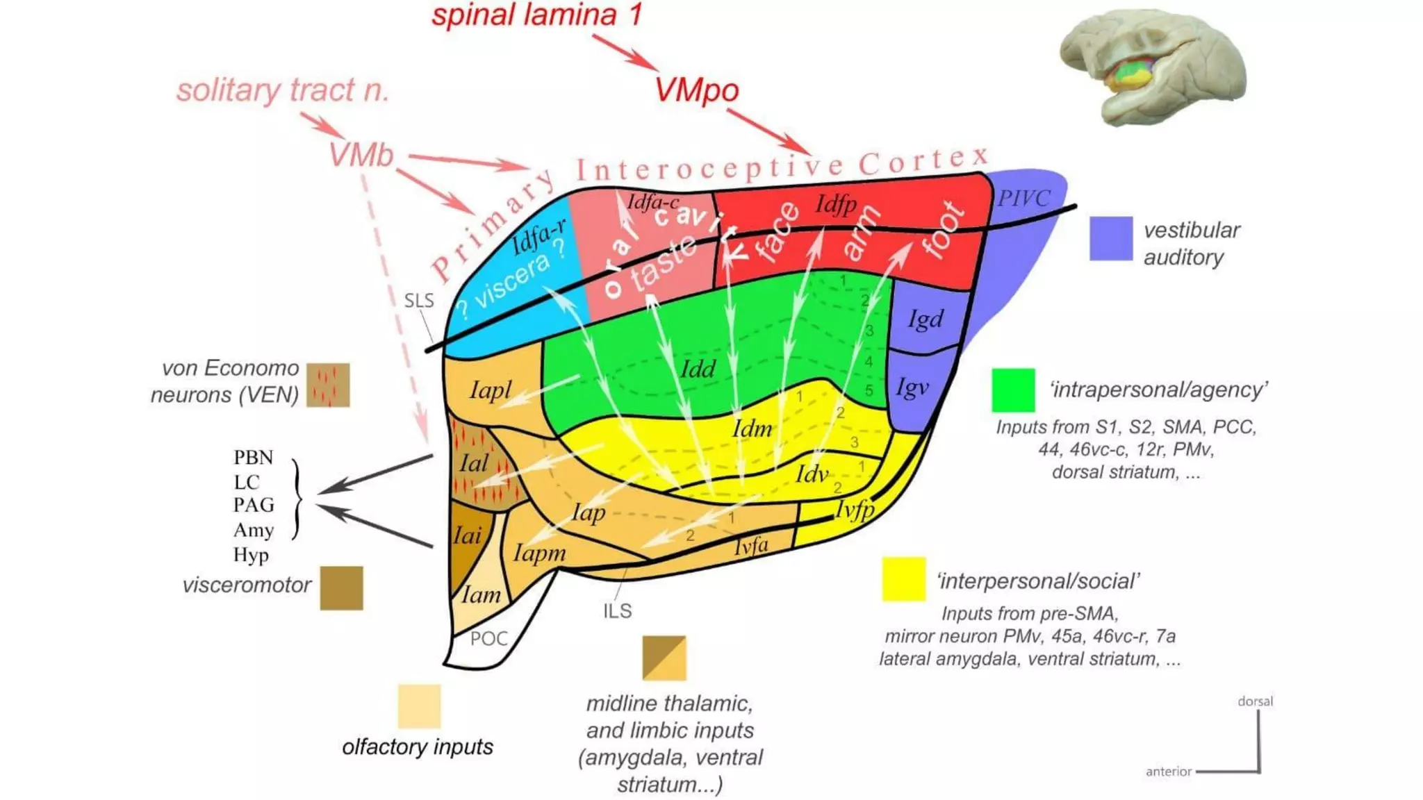 insular lobe.pdf