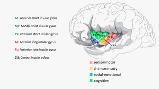 insular lobe.pdf