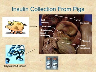 How do they harvest insulin from pigs? | PDF