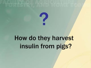 How do they harvest insulin from pigs? | PPT