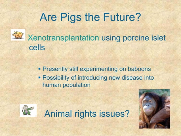How do they harvest insulin from pigs? | PPT