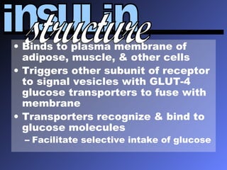 Insulin | PPT