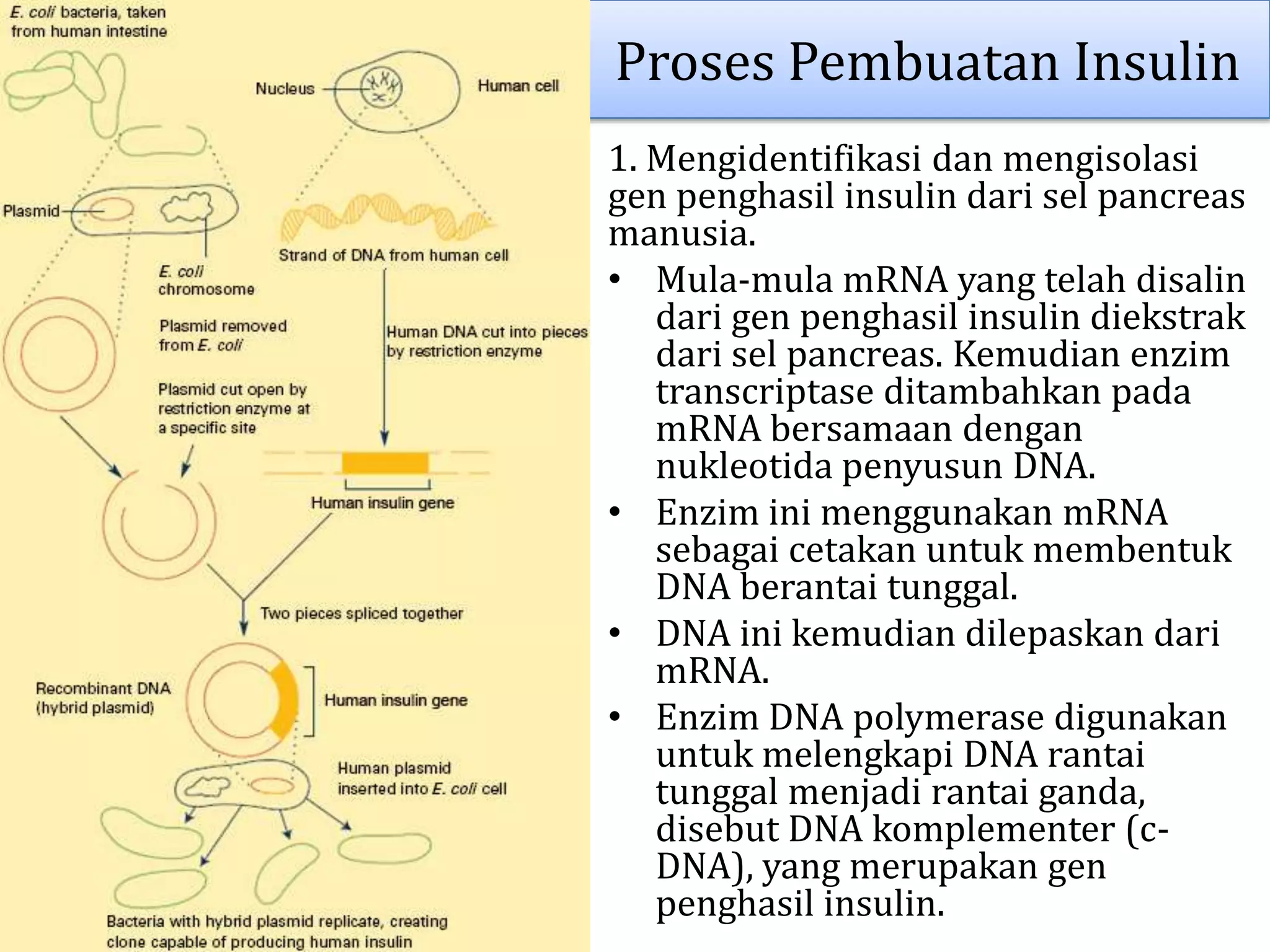 Pembuatan Insulin dengan Teknik Rekombinasi DNA | PPTX