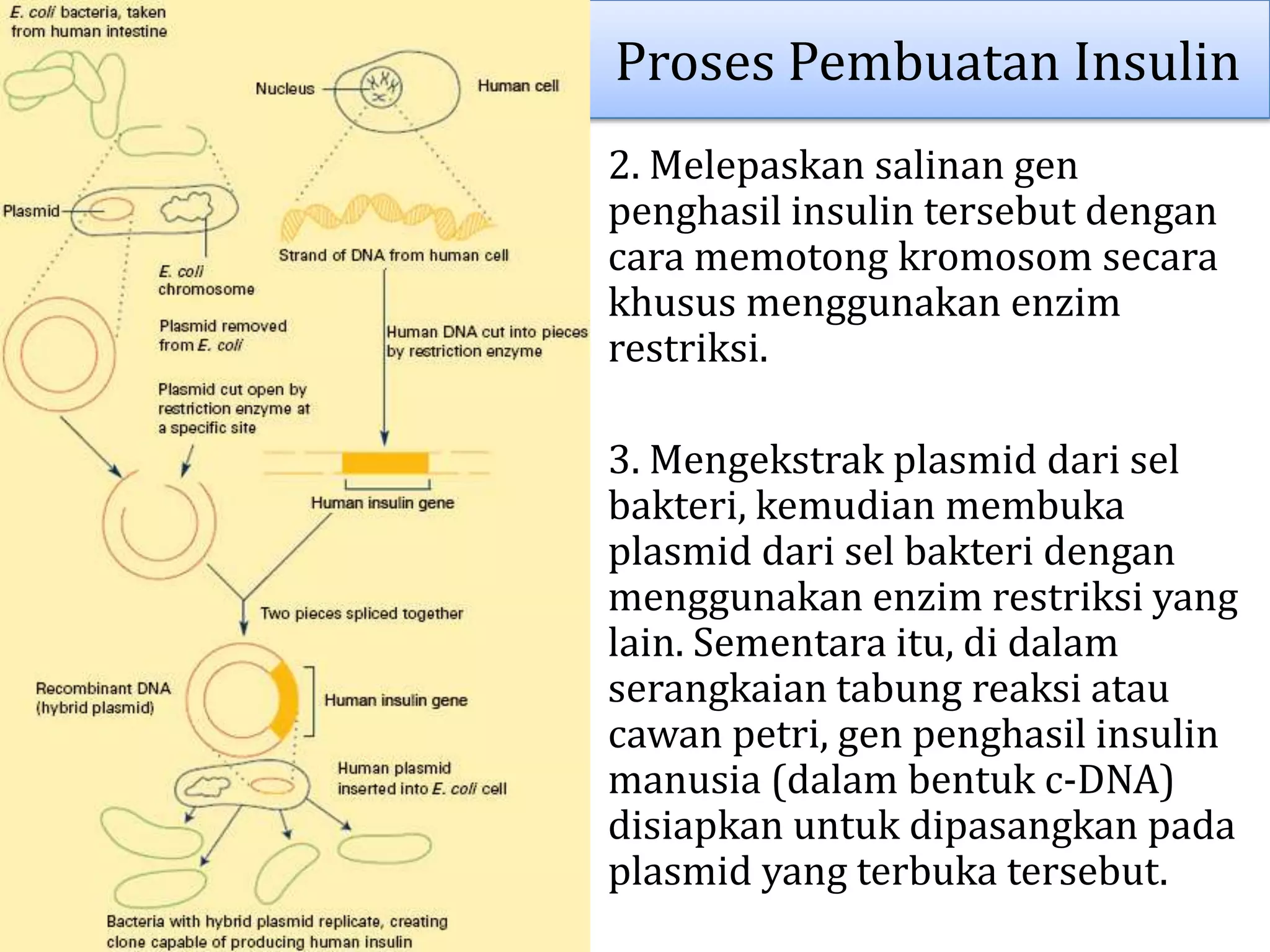 Pembuatan Insulin dengan Teknik Rekombinasi DNA | PPTX