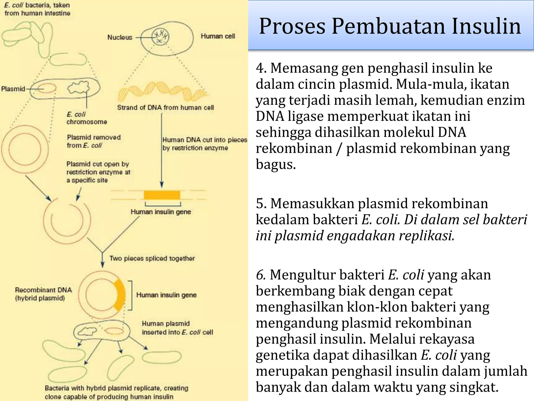 Pembuatan Insulin dengan Teknik Rekombinasi DNA | PPTX