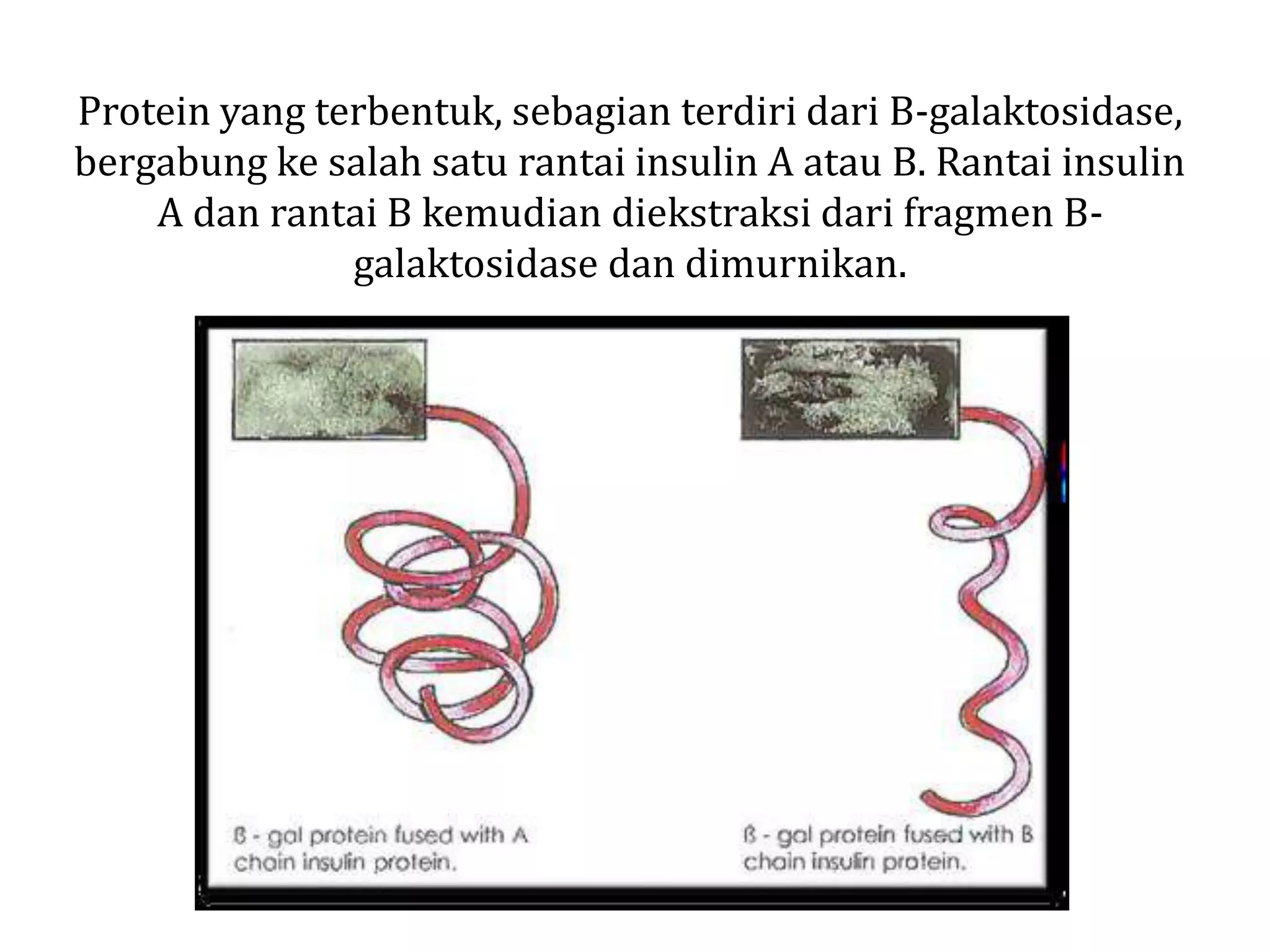 Pembuatan Insulin dengan Teknik Rekombinasi DNA | PPTX