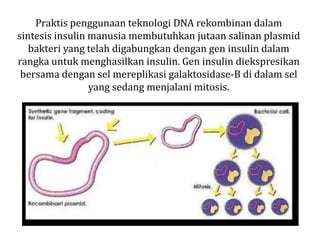 Pembuatan Insulin dengan Teknik Rekombinasi DNA | PPTX