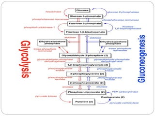 Glycolysis And Gluconeogenesis Concept Map
