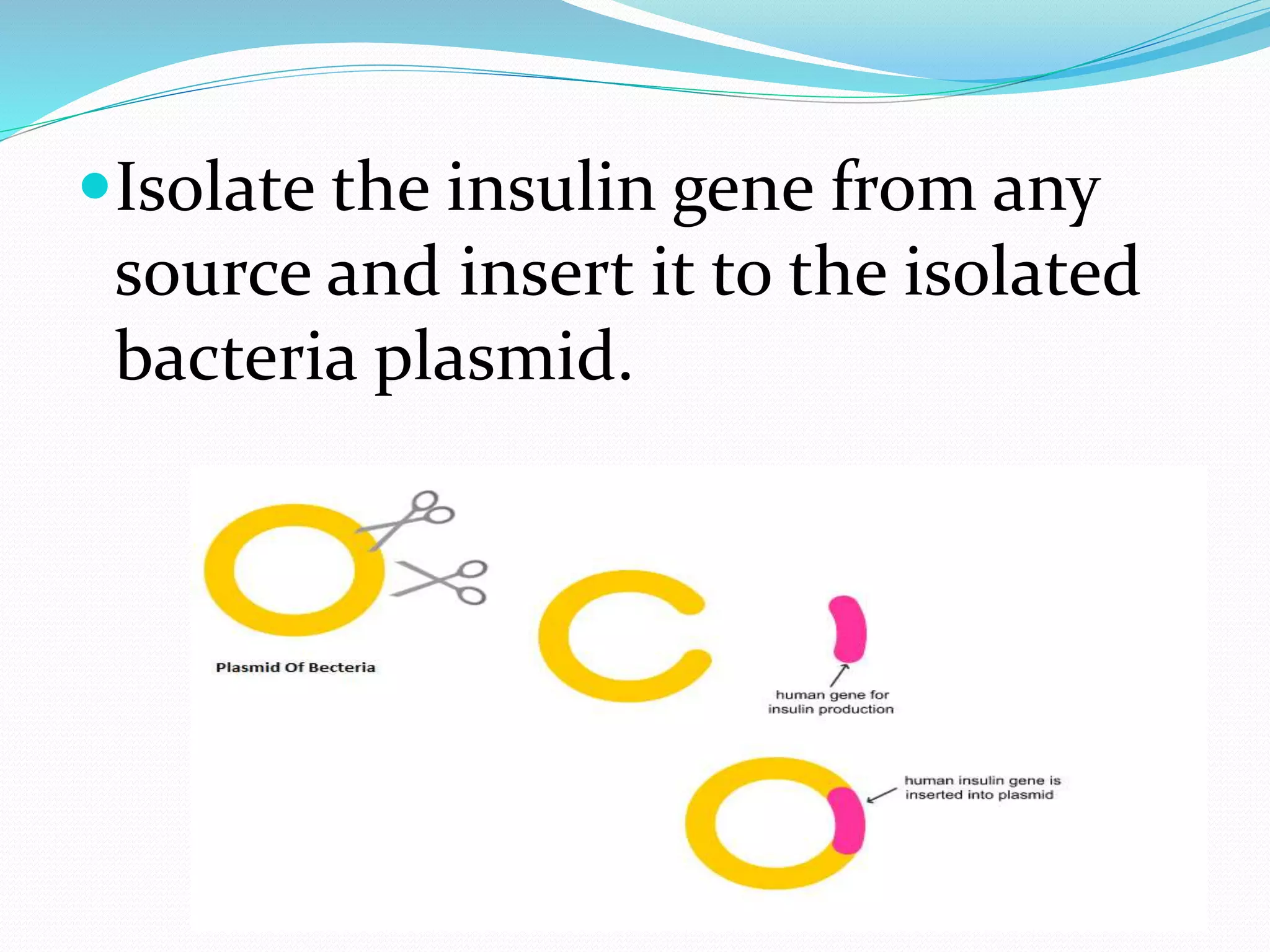 Insulin | PPT