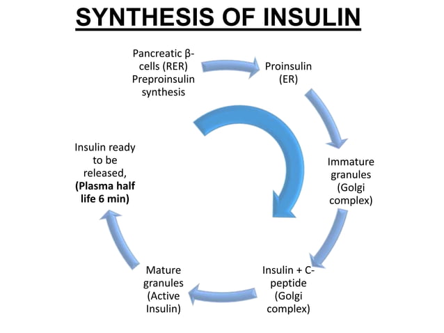 Insulin and its Uses | PPTX