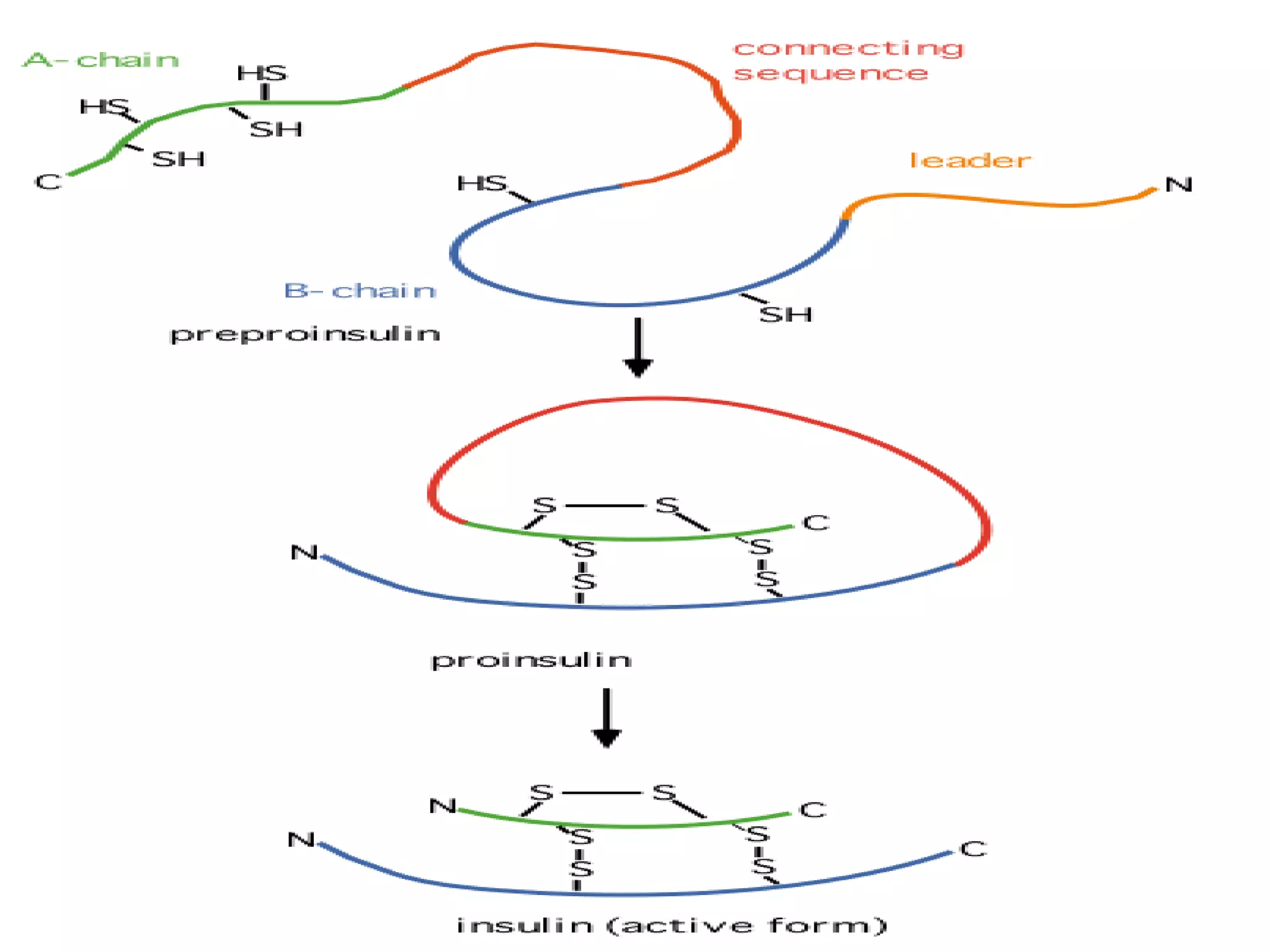 cloning of the insulin genes | PPTX