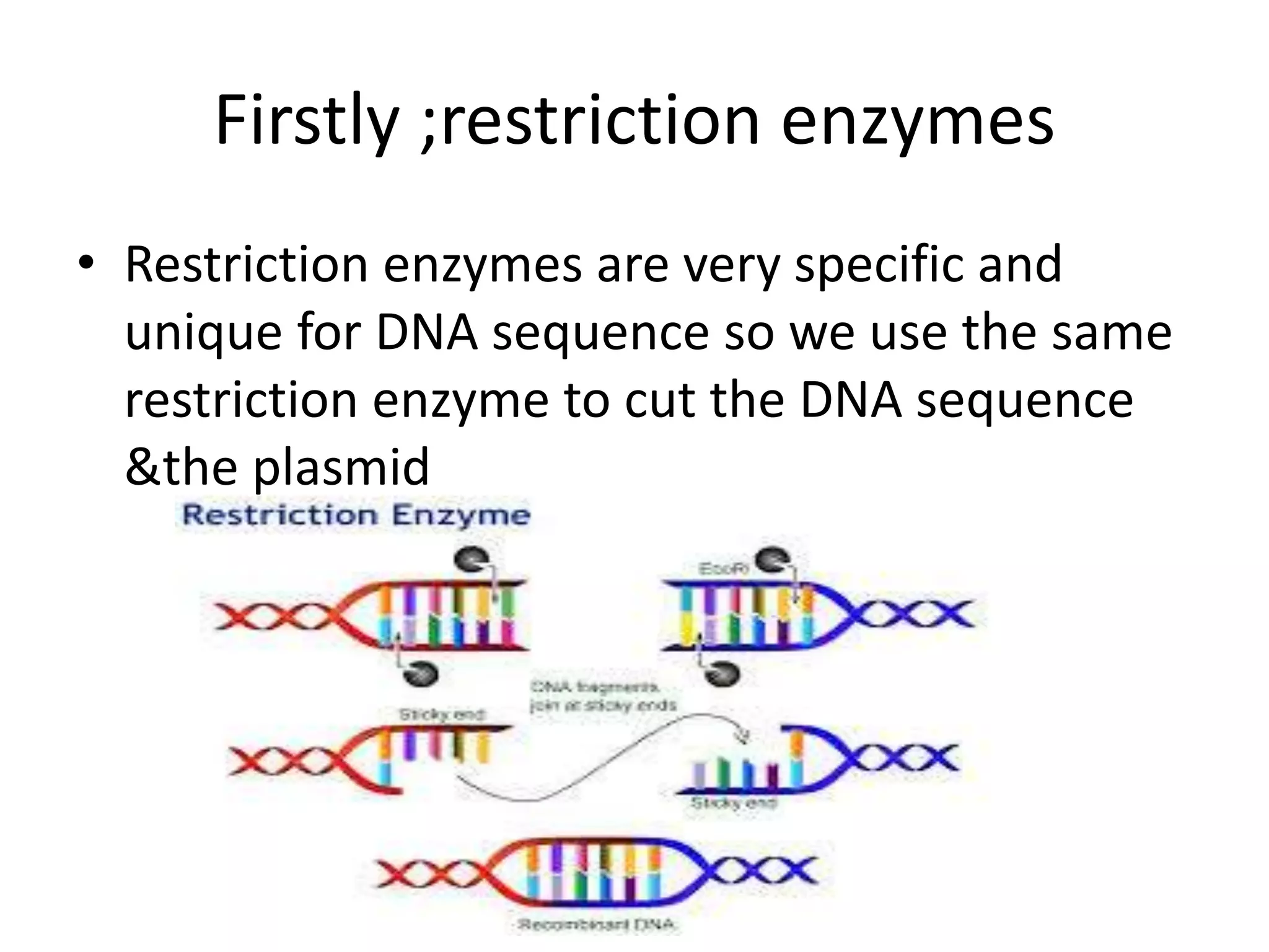 cloning of the insulin genes | PPTX