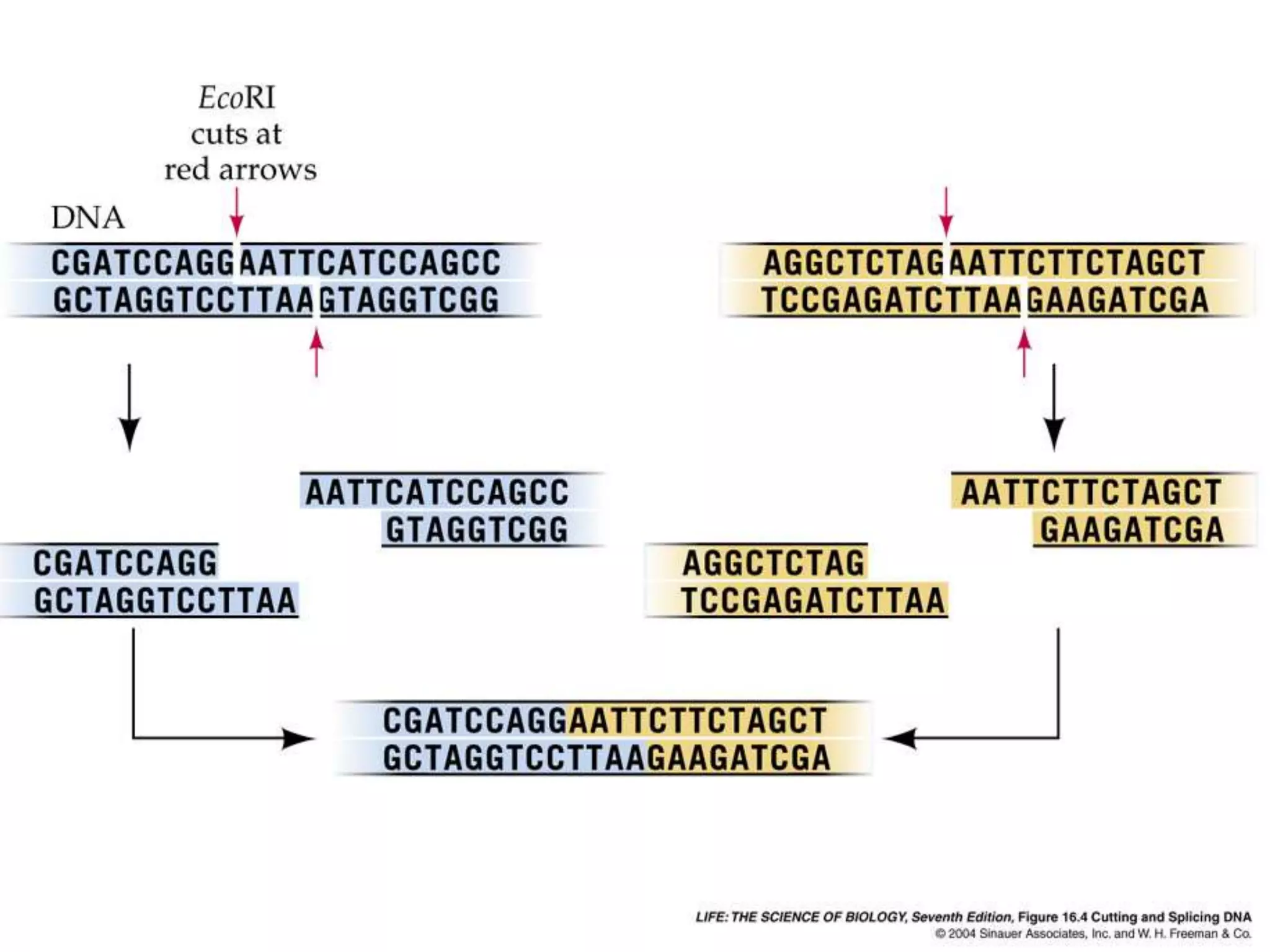 cloning of the insulin genes | PPTX