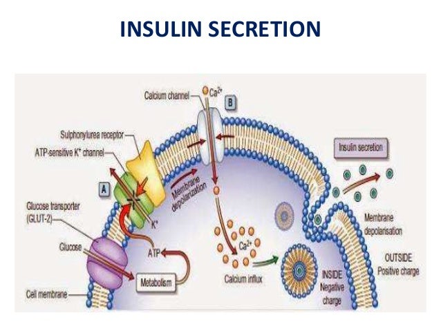 Insulin